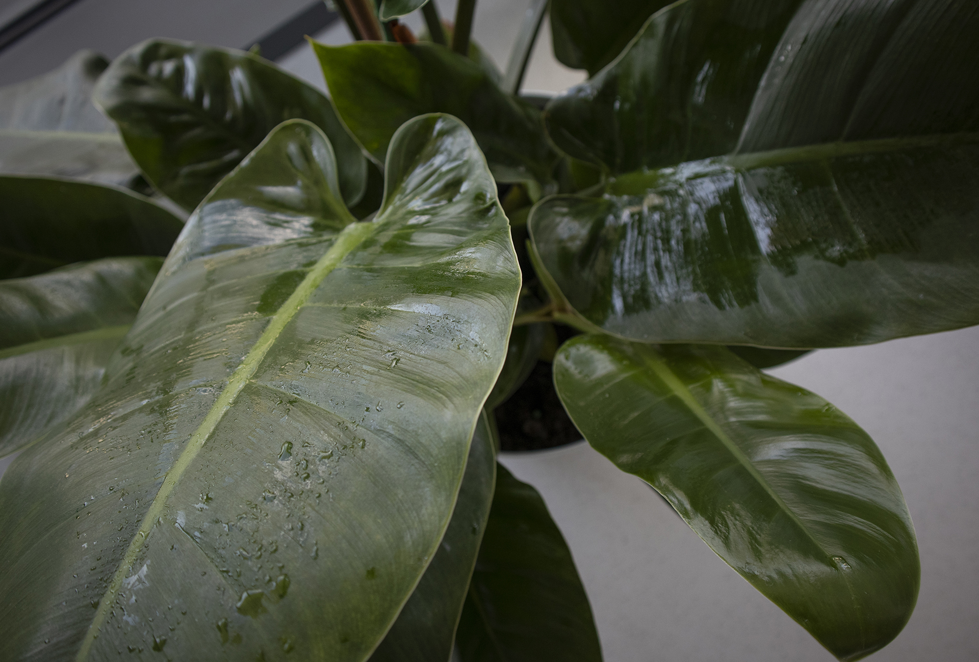 Botanic Lab - професионално проектиране, изграждане и поддръжка на ...