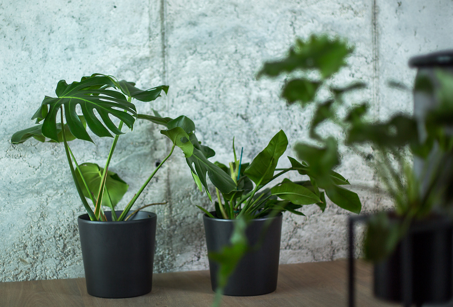 Botanic Lab - професионално проектиране, изграждане и поддръжка на ...